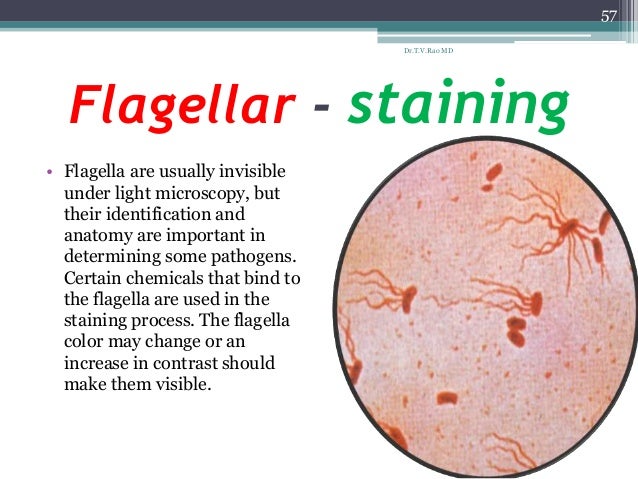 Flagella Stain Procedure