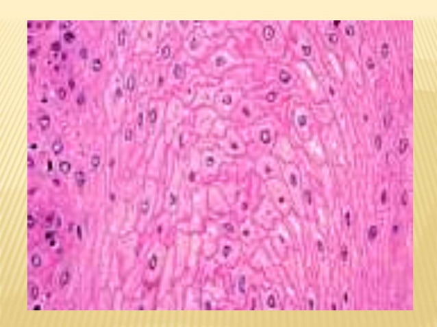 Staining by hematoxylin and eosin | PPT