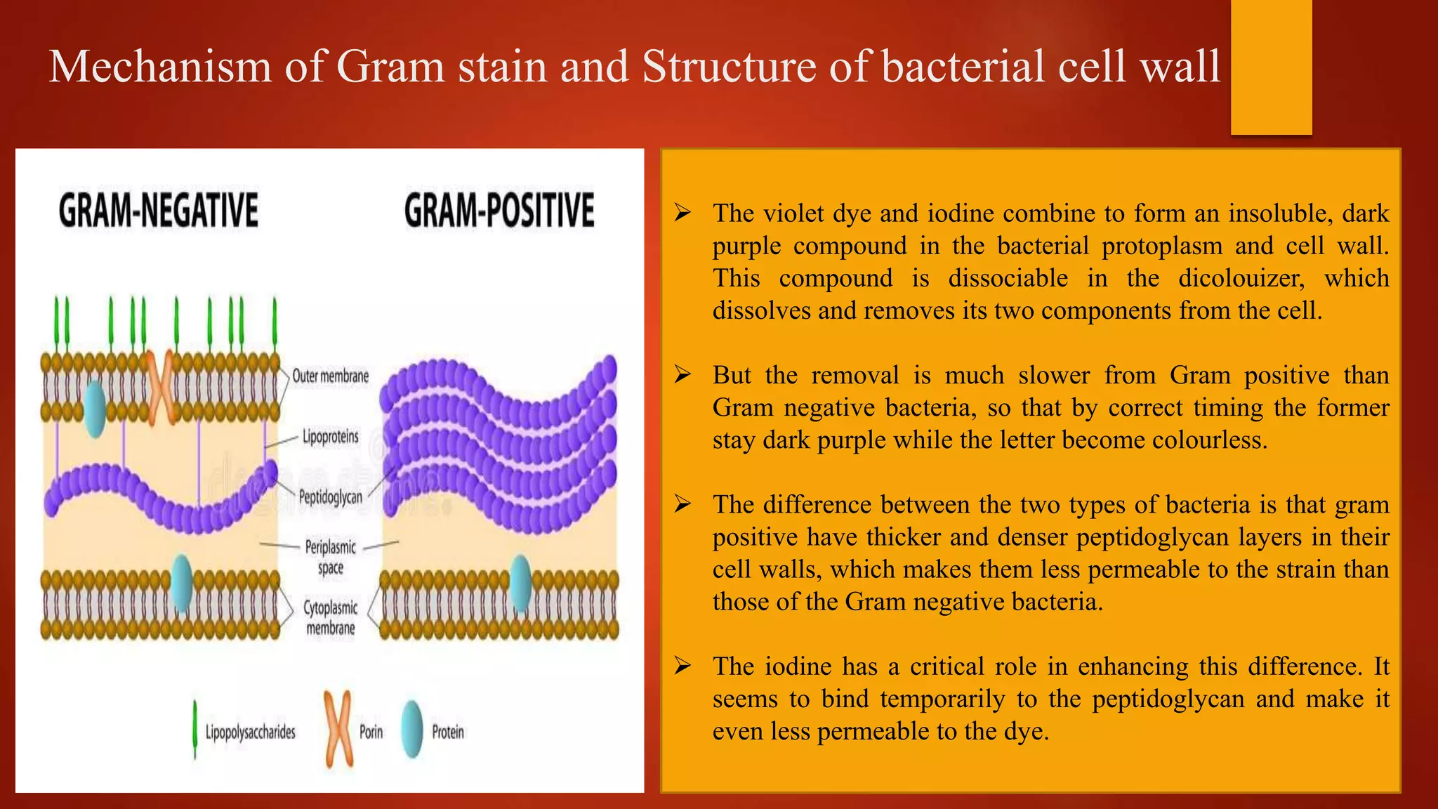 Staining in Microbiology | PPTX