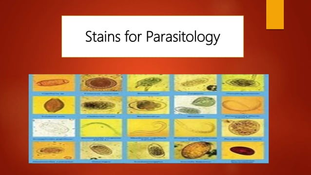 Staining in Microbiology | PPTX | Oral care | Personal Care