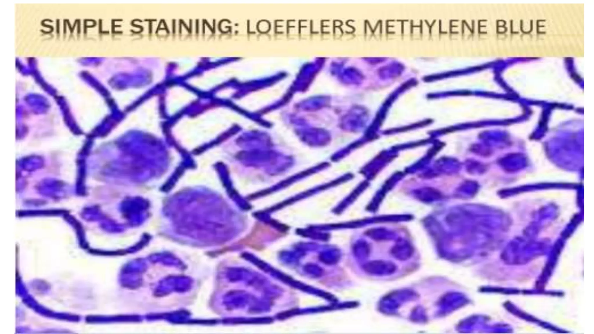 Staining Methods.pptx