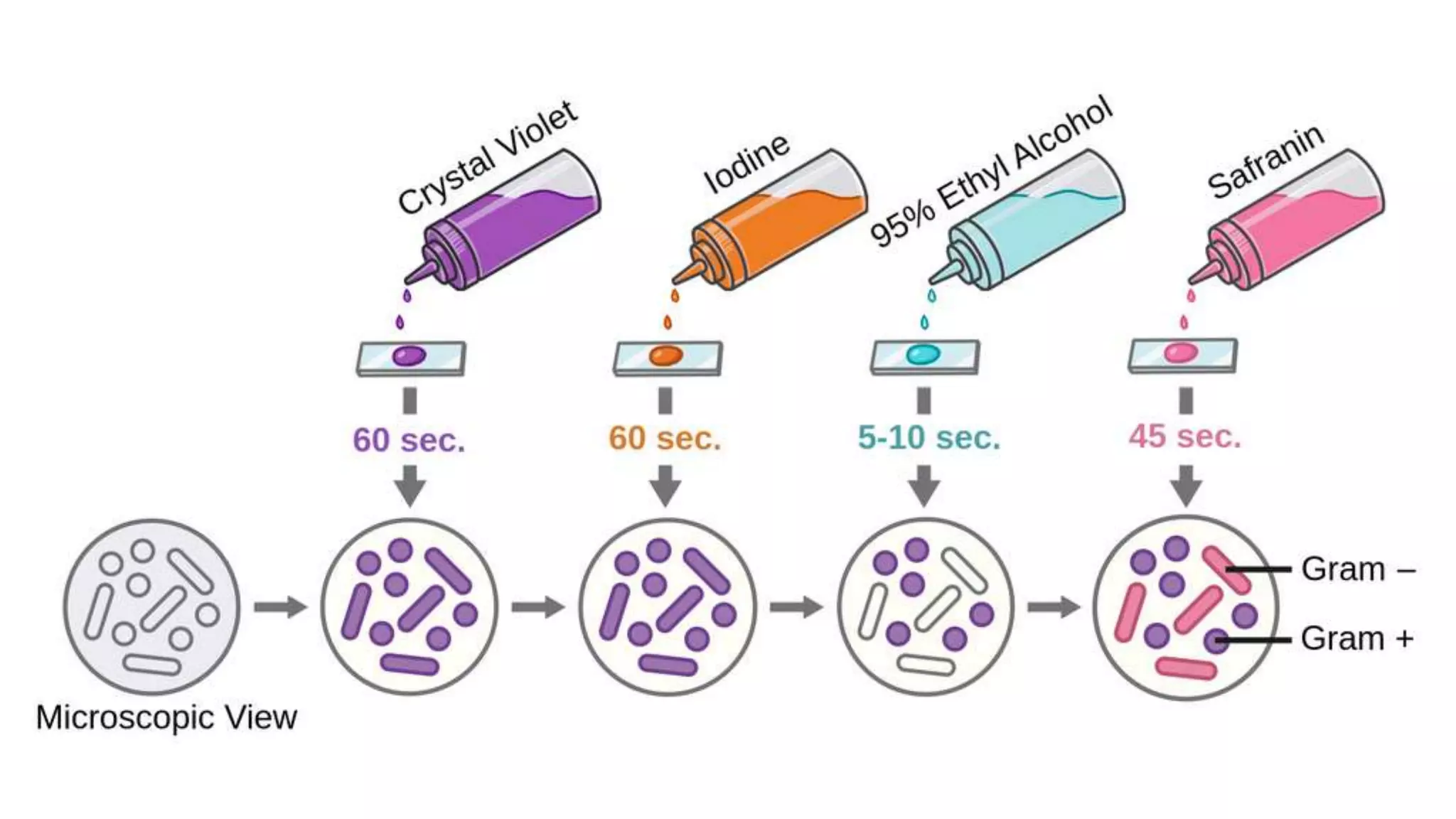 Staining Methods.pptx
