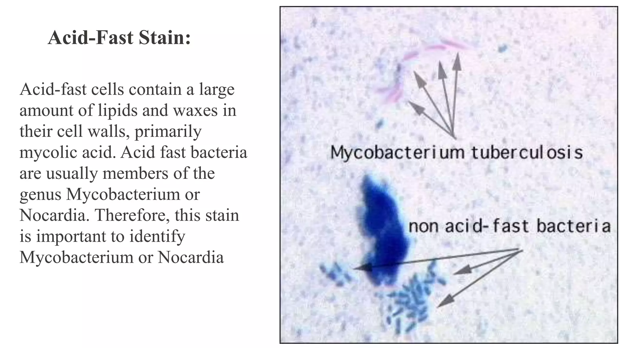 Staining Methods.pptx
