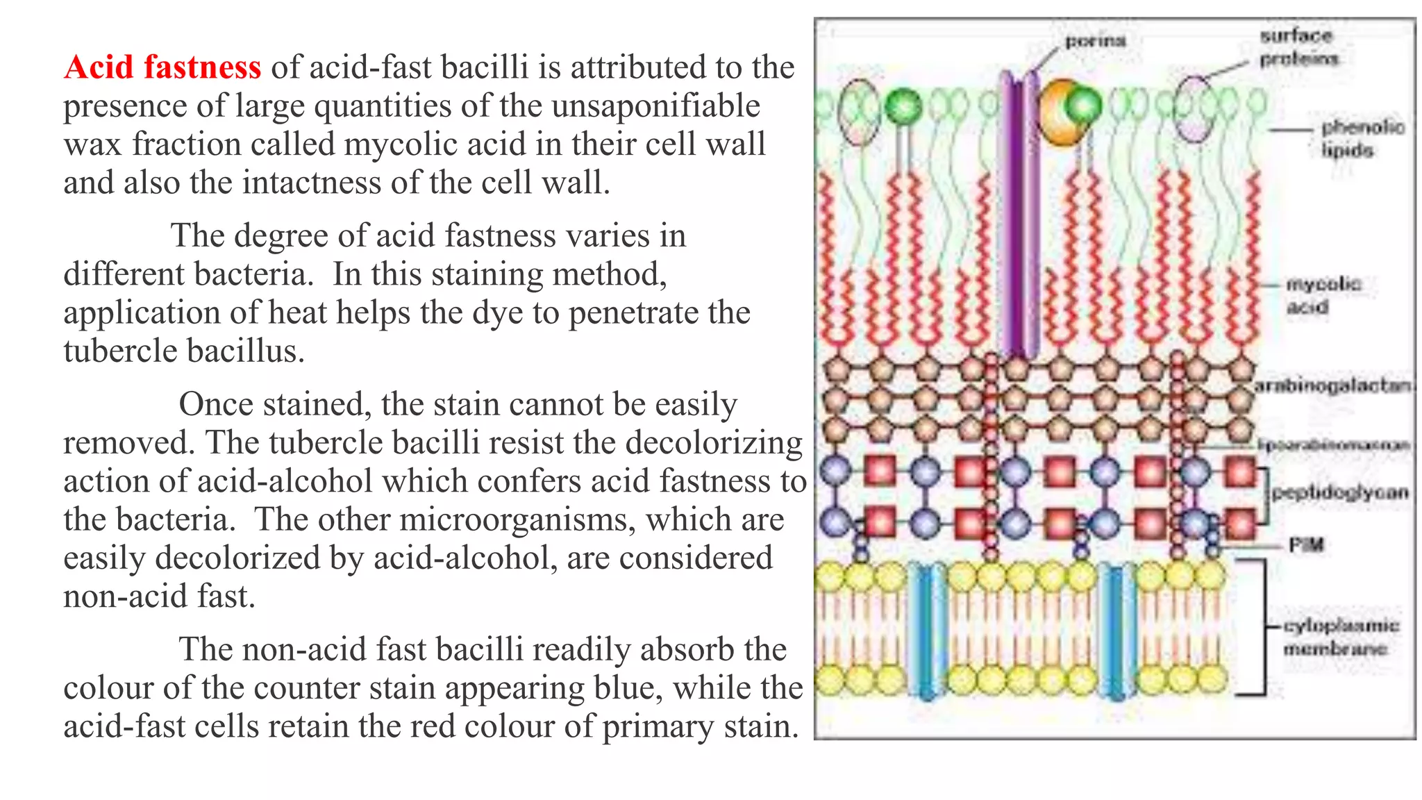 Staining Methods.pptx