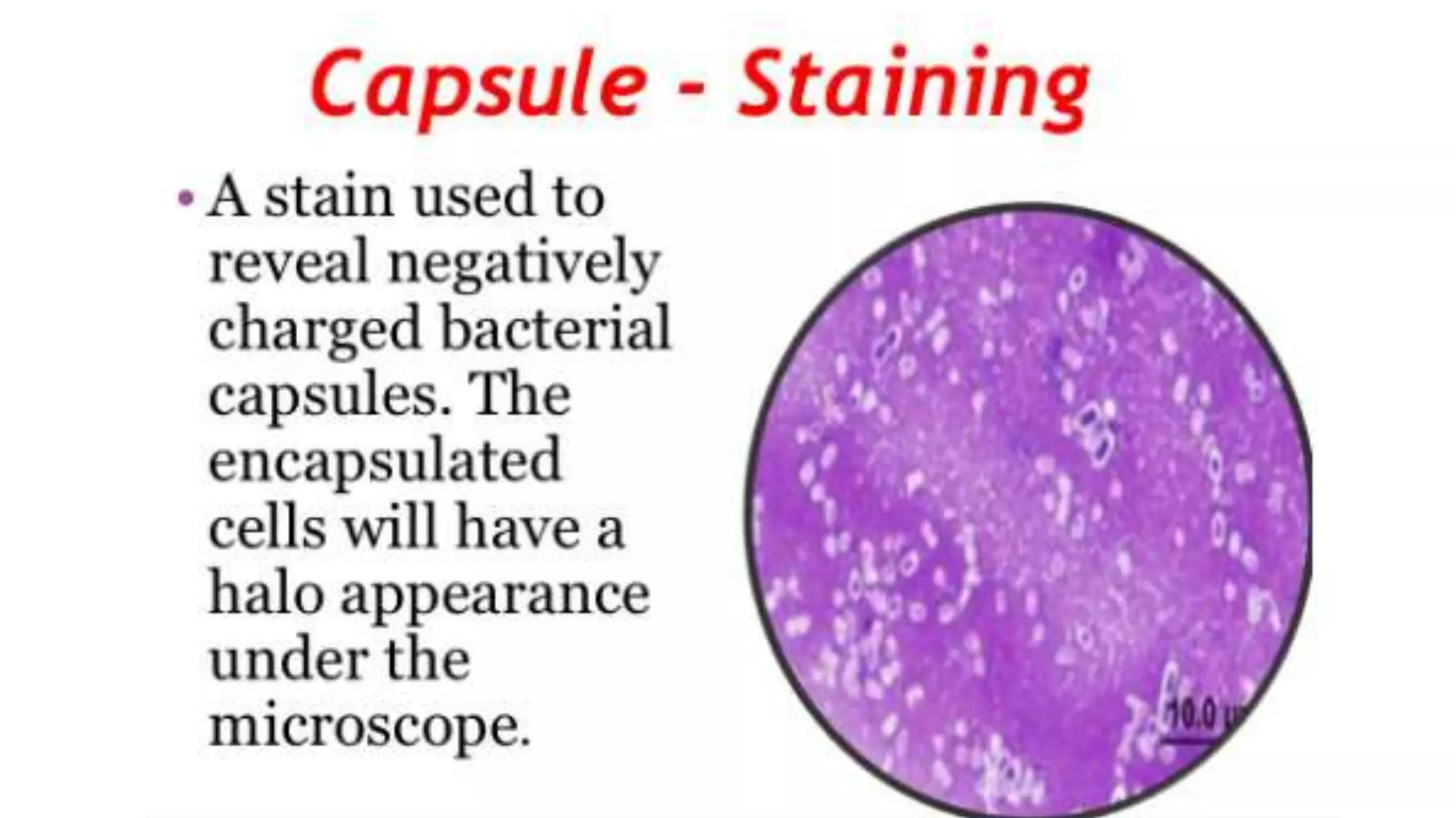 Staining Methods.pptx