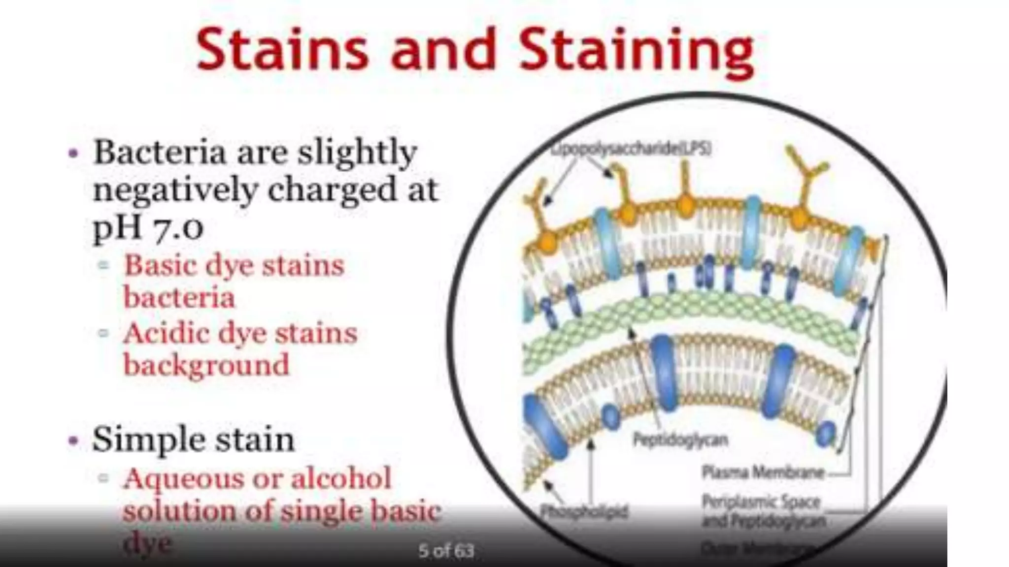 Staining Methods.pptx