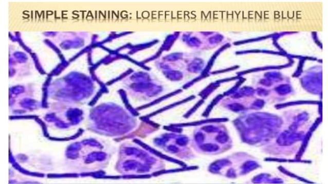 Staining Methods.pptx