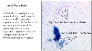 Staining Methods.pptx