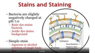 Staining Methods.pptx