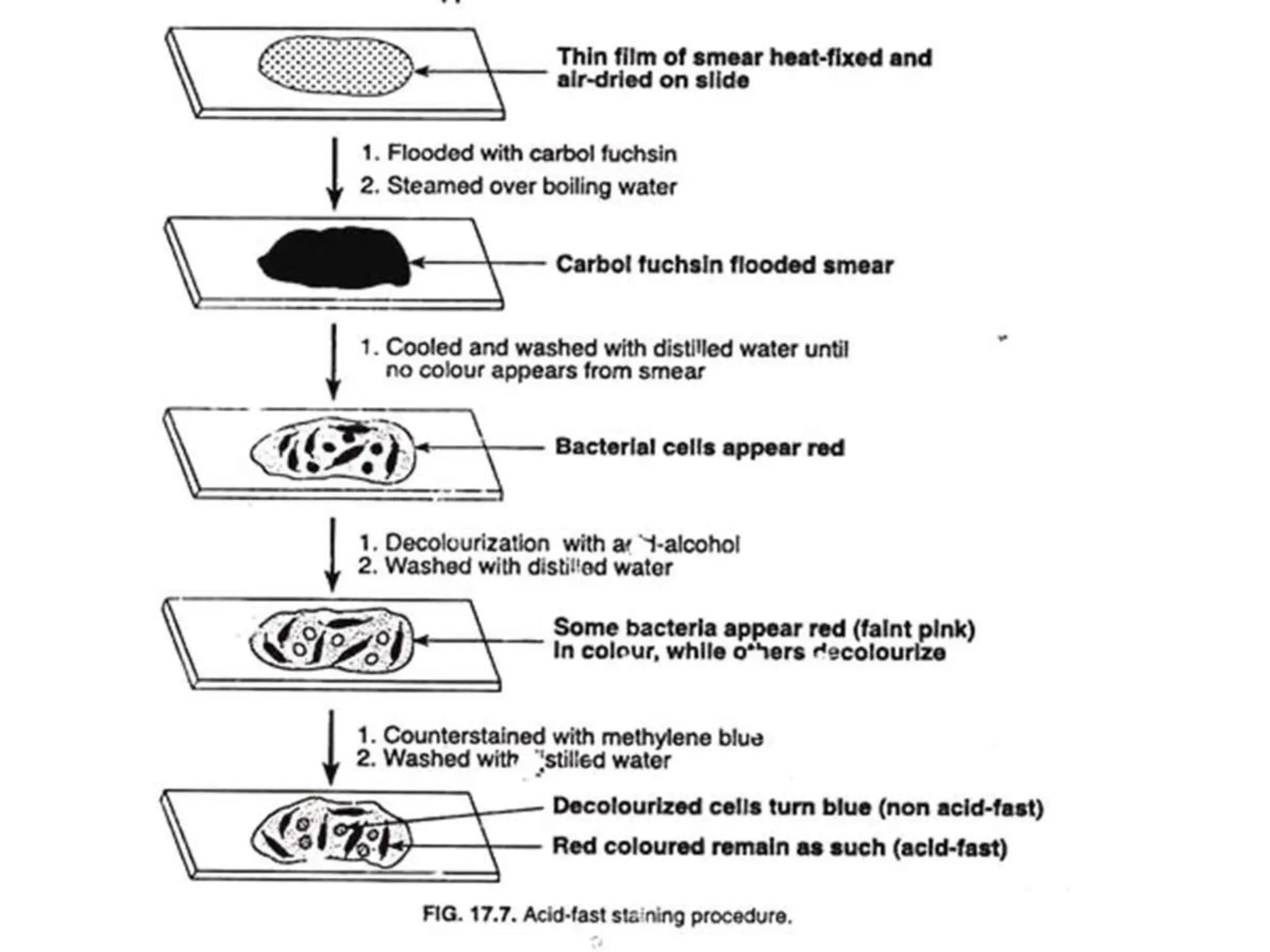 Staining methods.pptx
