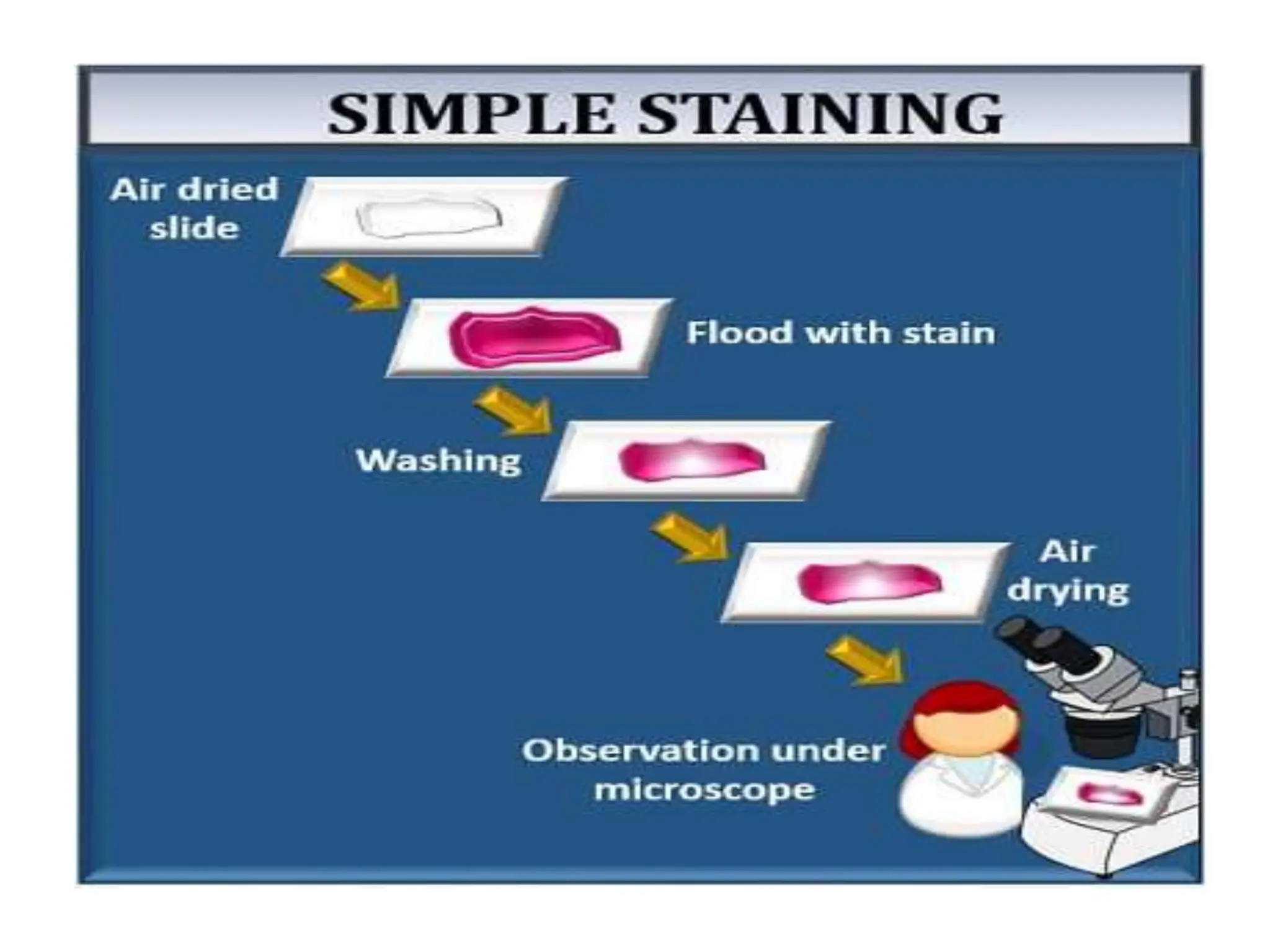 Staining Methods.pdf