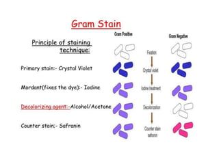 Staining Methods.pdf