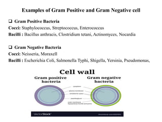 Staining Methods.pdf