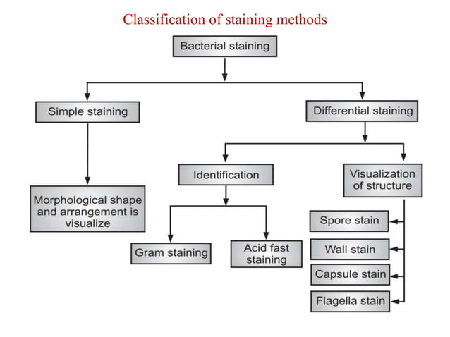 Staining Methods.pdf