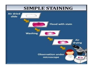 Staining Methods.pdf