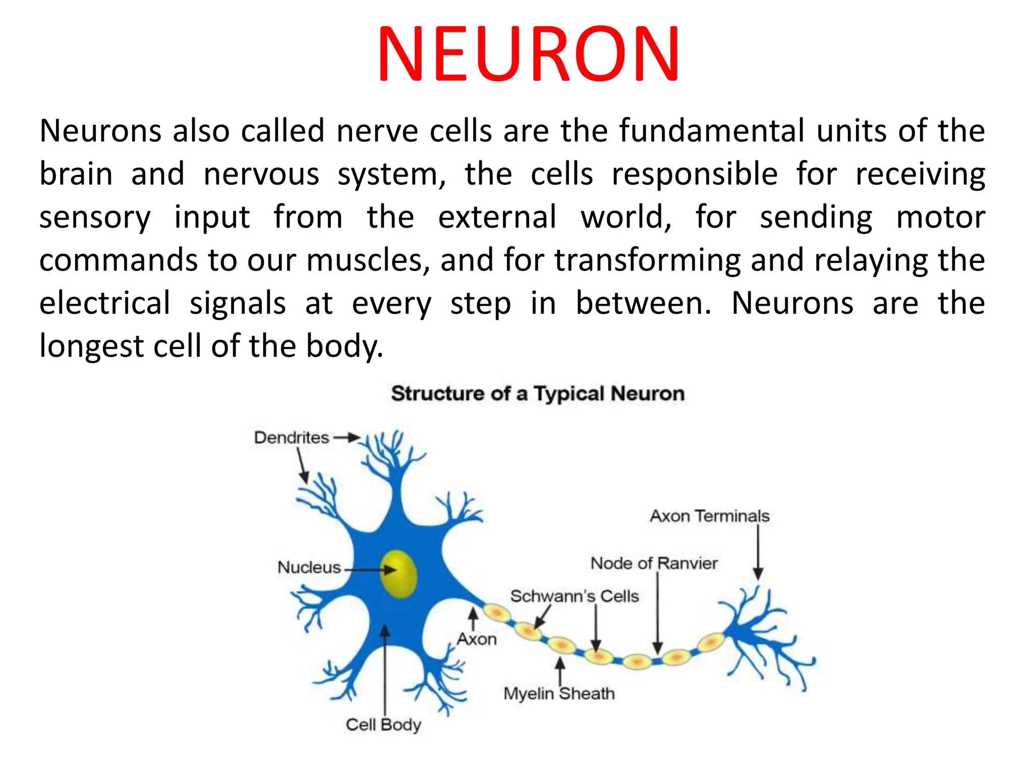 STAINING OF NEURONS [HEMATOXYLIN AND EOSIN (H&E) STAIN].pptx