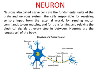 STAINING OF NEURONS [HEMATOXYLIN AND EOSIN (H&E) STAIN].pptx