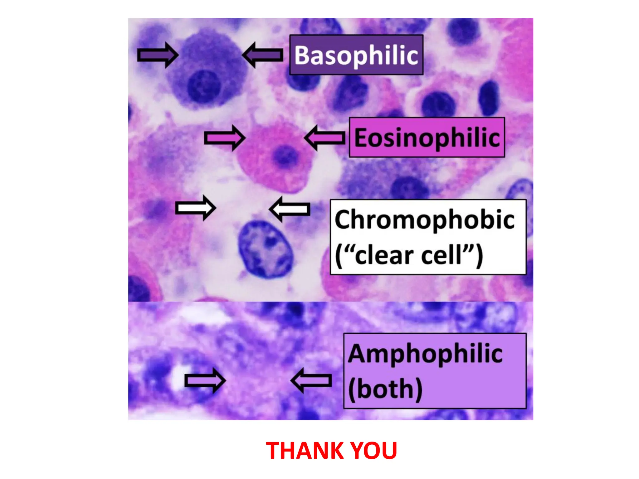 STAINING OF NEURONS [HEMATOXYLIN AND EOSIN (H&E) STAIN].pdf