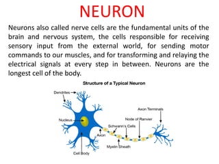 STAINING OF NEURONS [HEMATOXYLIN AND EOSIN (H&E) STAIN].pdf