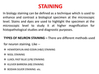 STAINING OF NEURONS [HEMATOXYLIN AND EOSIN (H&E) STAIN].pdf