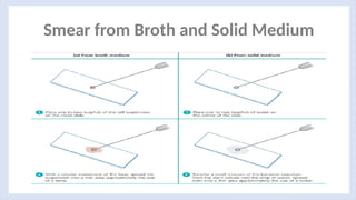 Staining reactions.pptx specific chemical or physical process | PPTX