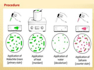 Staining techniques | PPTX