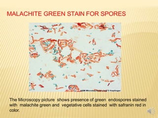 Staining techniques | PPTX