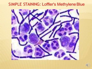 Staining techniques | PPTX