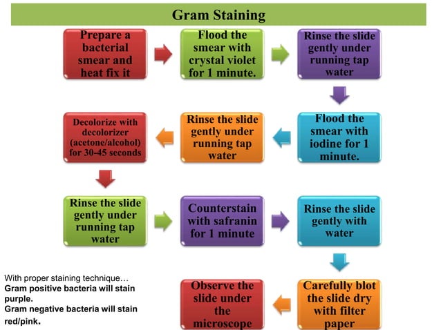 Staining techniques | PPT