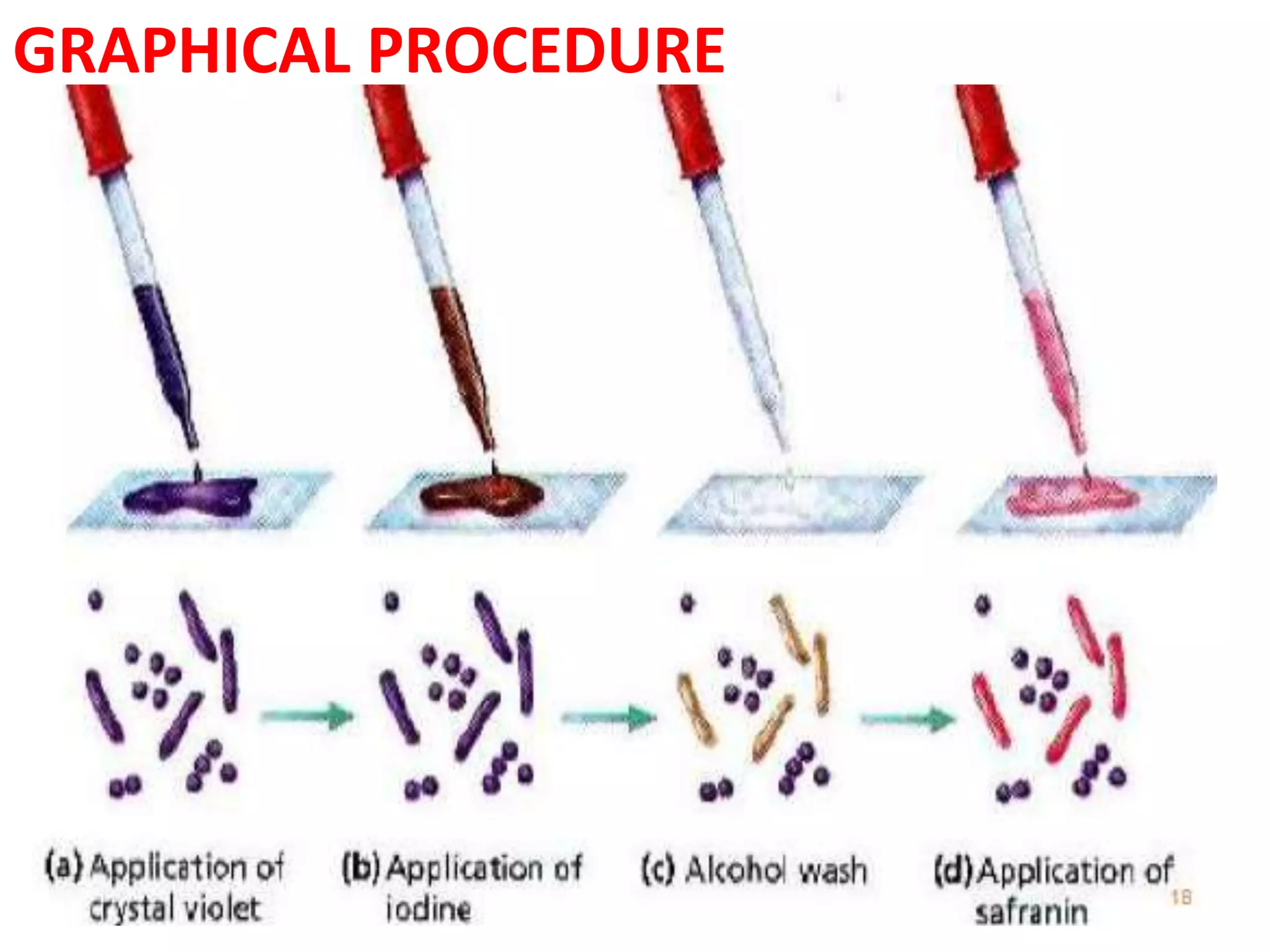 Staining techniques | PPT