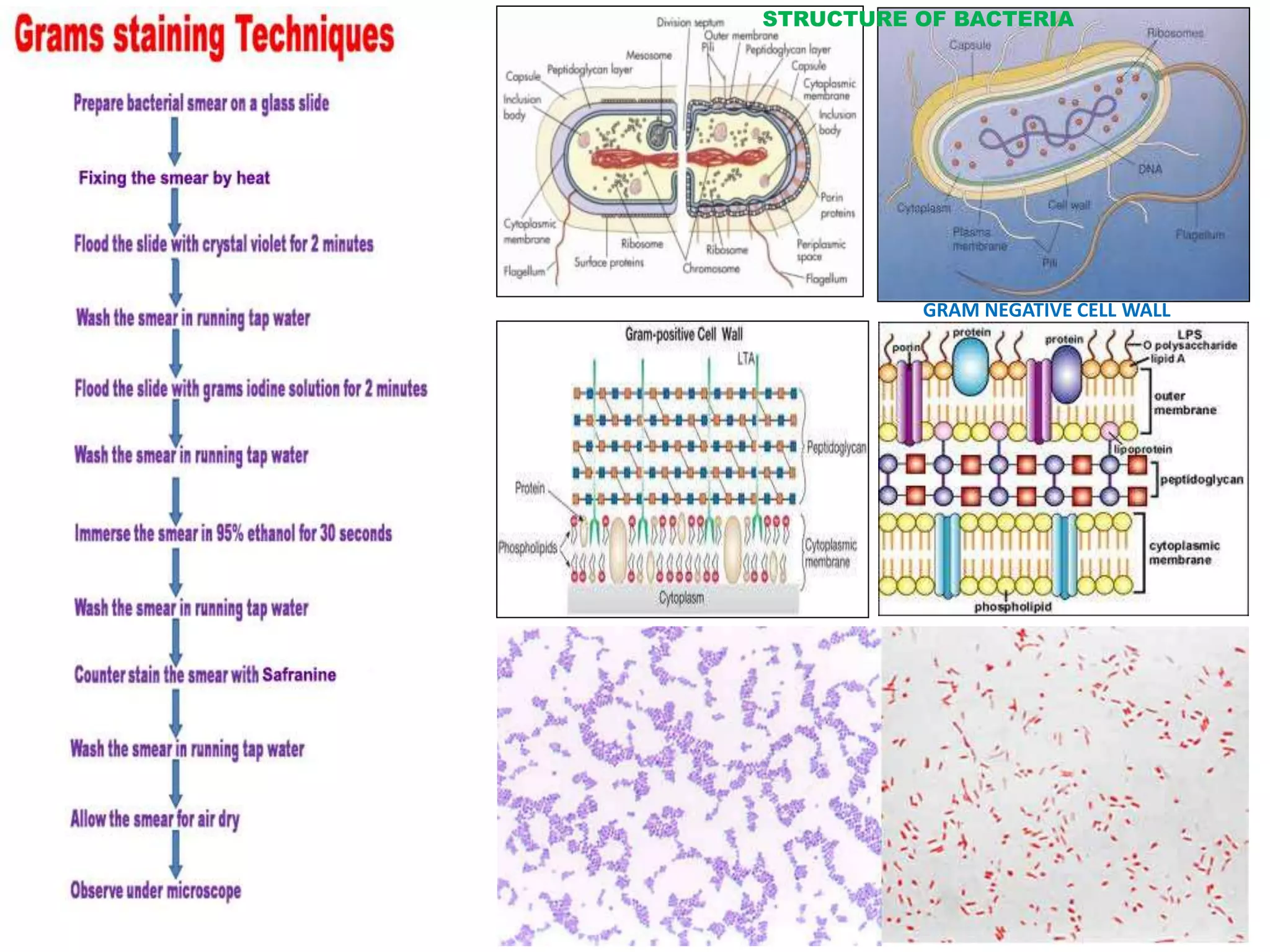 Staining techniques | PPT