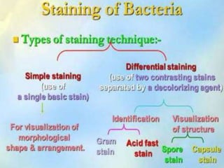 Staining techniques | PPT