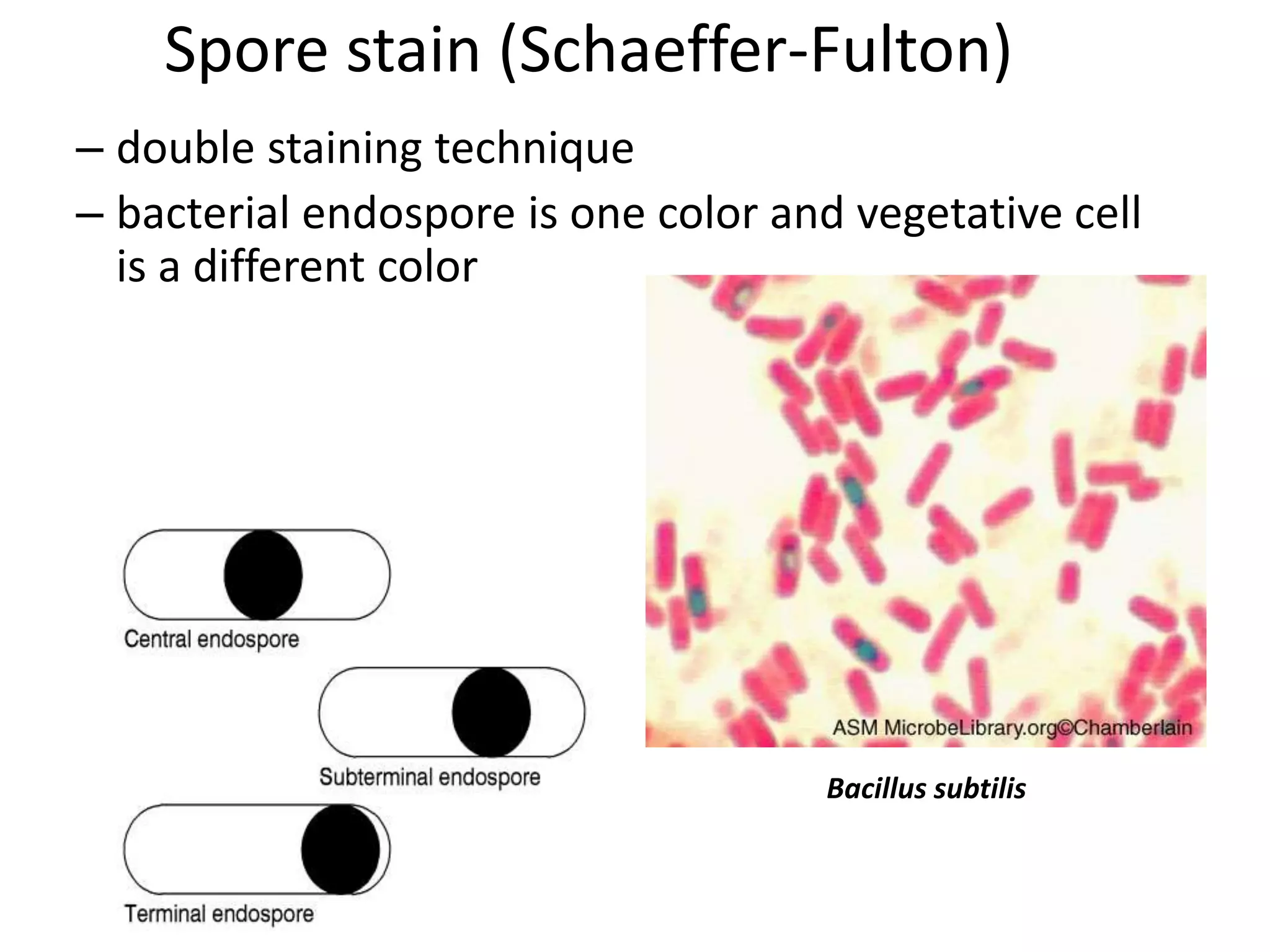 Staining techniques | PPTX