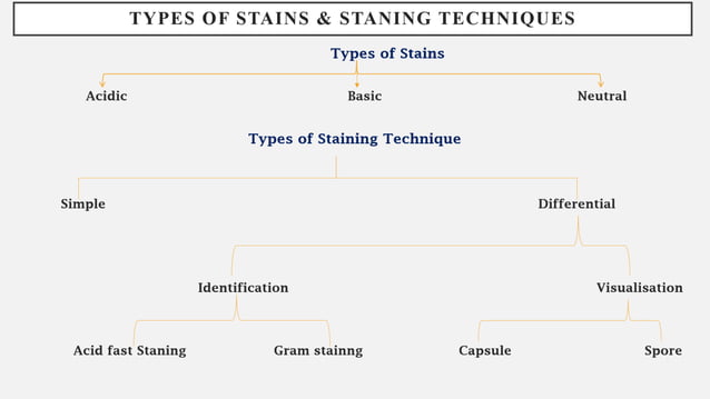 Staining techniques | PPT