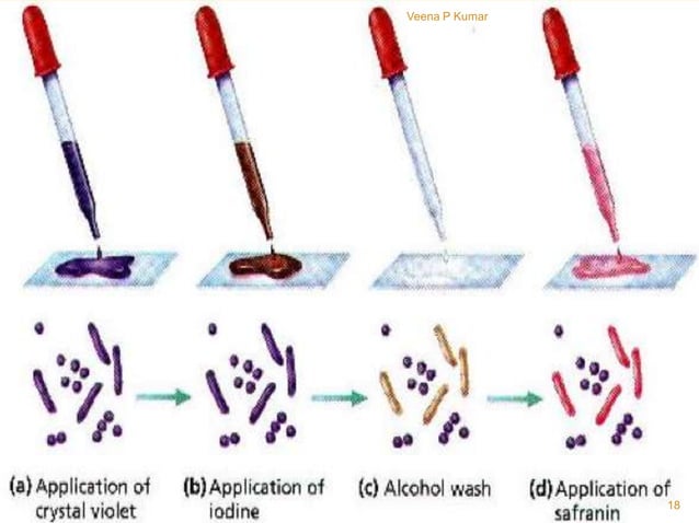 Staining techniques bacteria... | PPTX