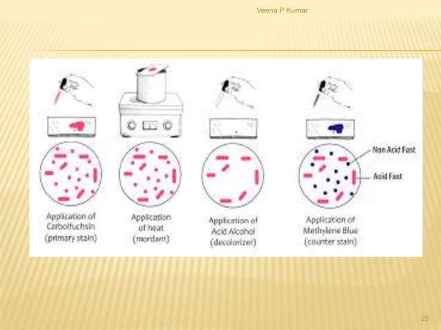 Staining techniques bacteria... | PPTX