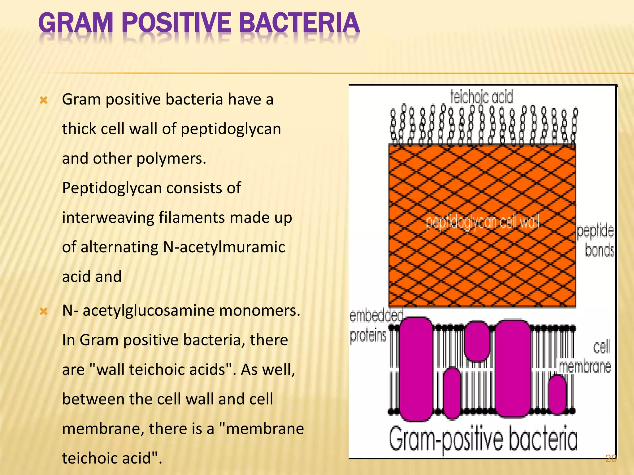Staining Techniques in Microbiology | PPTX