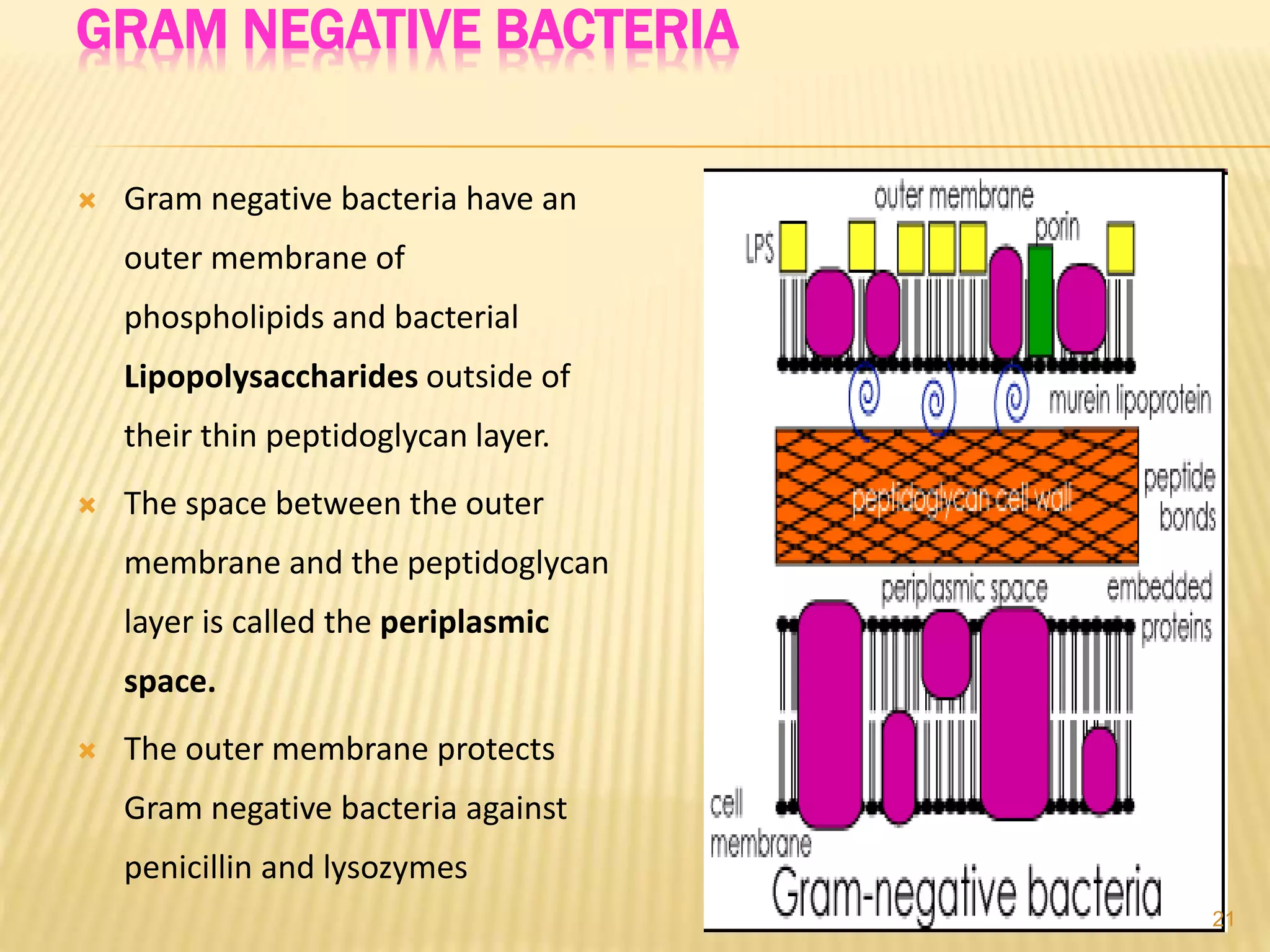 Staining Techniques in Microbiology | PPTX