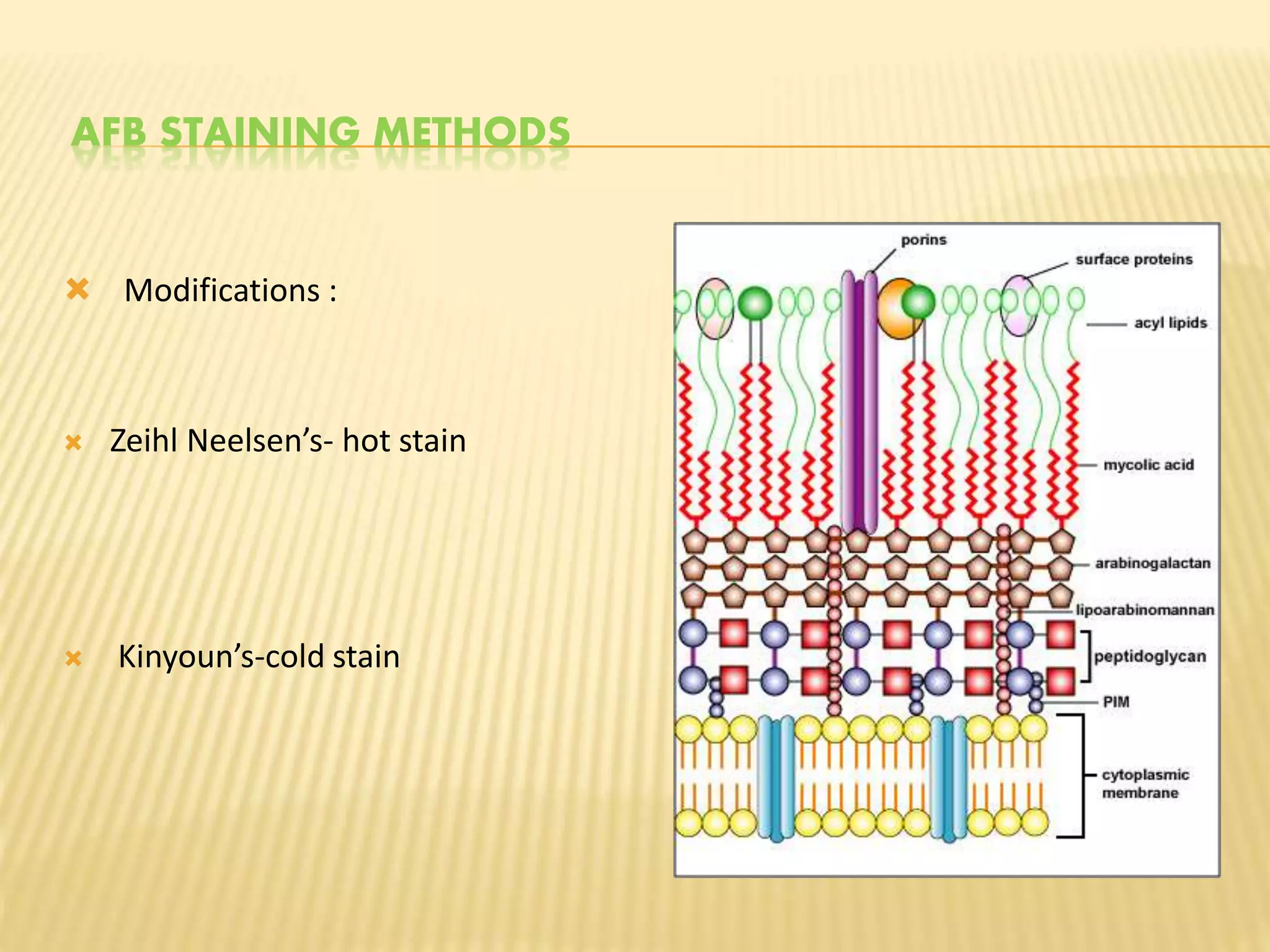 Staining Techniques in Microbiology | PPTX