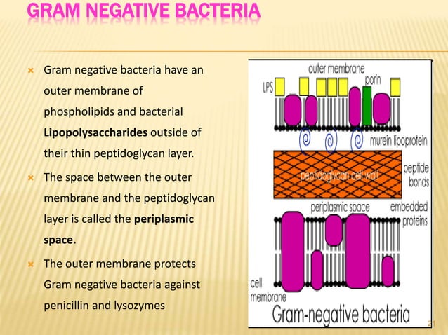 Staining Techniques in Microbiology | PPTX