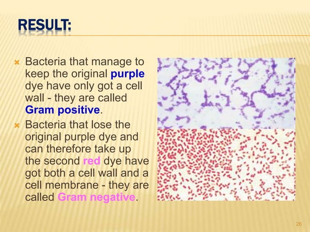 Staining Techniques in Microbiology | PPTX