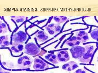 Simple Stain Methylene Blue