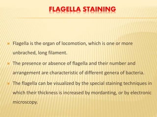 Flagella Stain Procedure