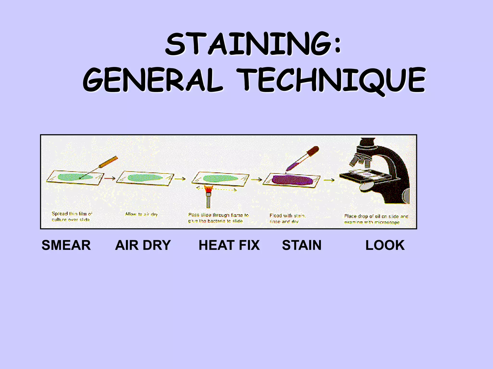 Types of staining techniques in microbiology | PDF