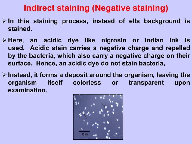 Types of staining techniques in microbiology | PDF