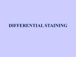 Types of staining techniques in microbiology | PDF