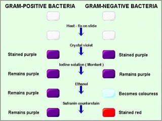 Types of staining techniques in microbiology | PDF