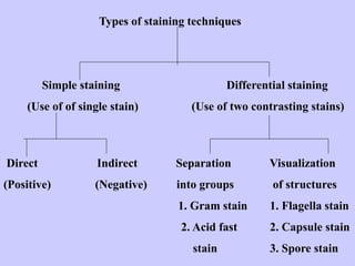 Types of staining techniques in microbiology | PDF