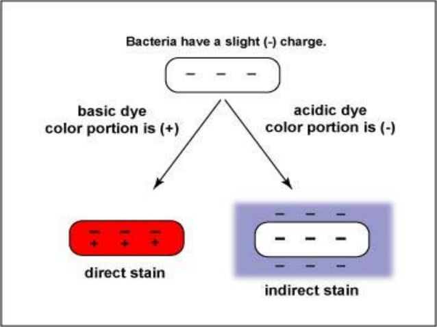Types of staining techniques in microbiology | PDF