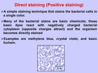 Types of staining techniques in microbiology | PDF